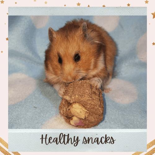 Handmade Hamster Treats & Snacks - The Tiny Life Singapore - Hamster ...